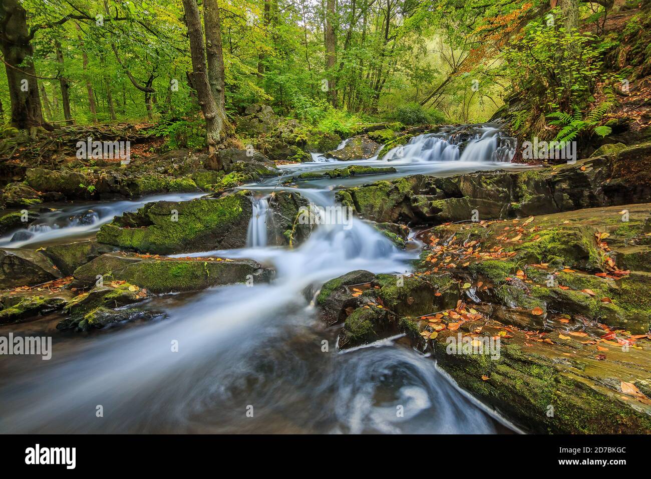 Deciduous Forest Waterfall