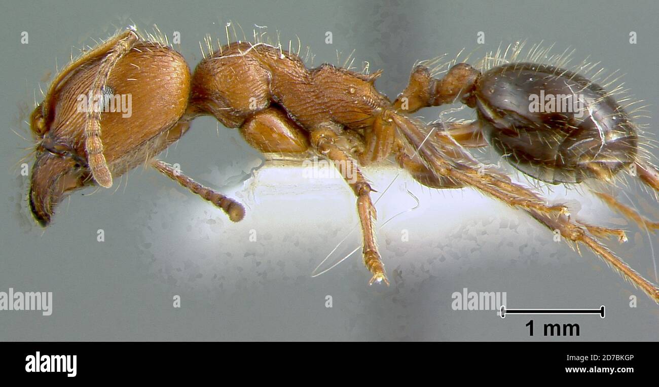 Chico, Butte, California, United States, Veromessor stoddardi ...