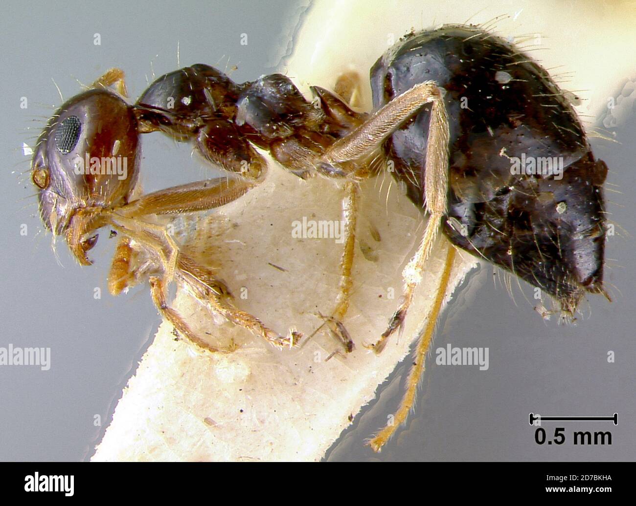 1930 animalia hi-res stock photography and images - Alamy