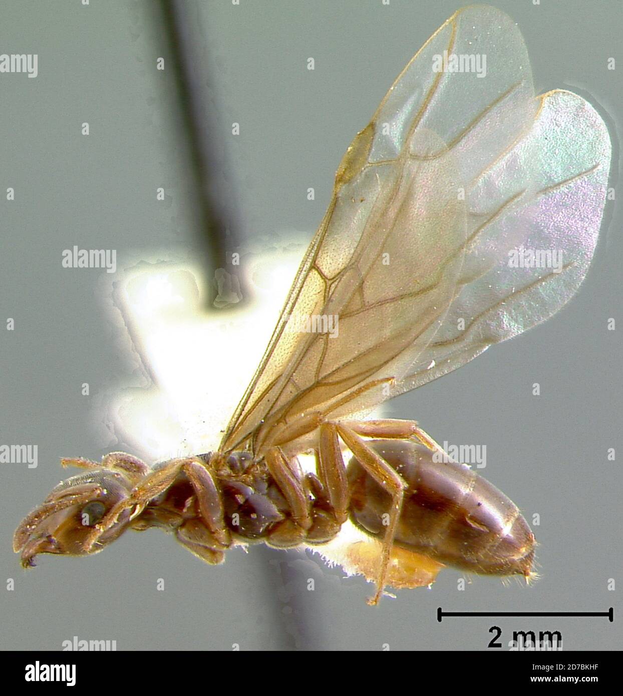 Solon Springs, Douglas, Wisconsin, United States, Lasius (Acanthomyops ...