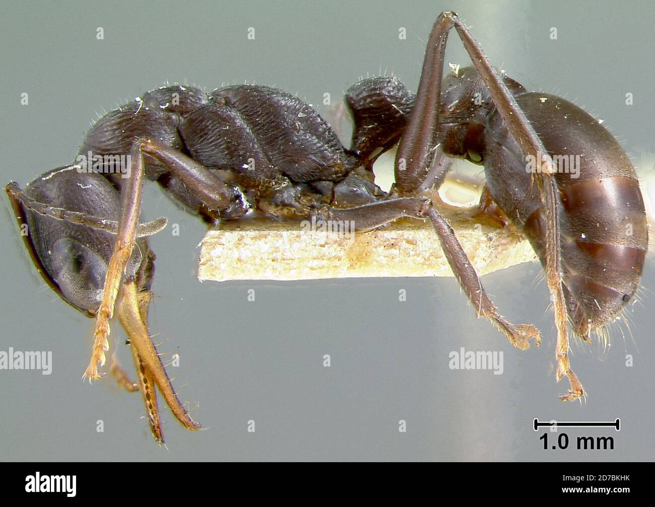 Clarki crawley hi-res stock photography and images - Alamy