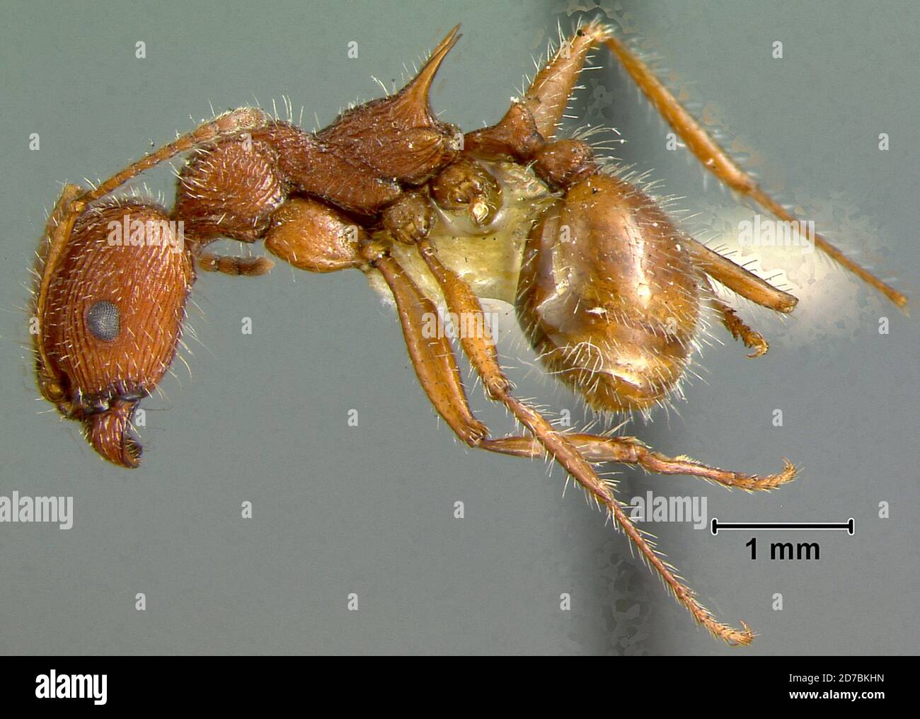 1934 animalia hi-res stock photography and images - Alamy