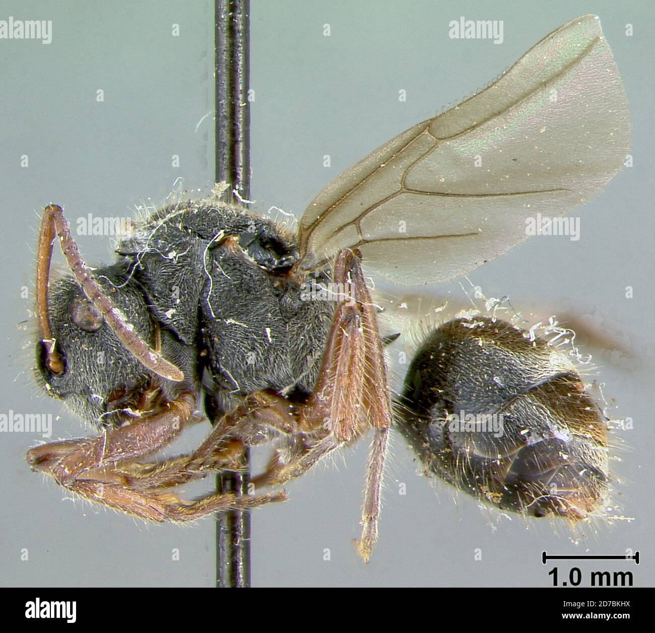 Kb mission, Milne Bay, Papua New Guinea, Polyrhachis (Chariomyrma ...
