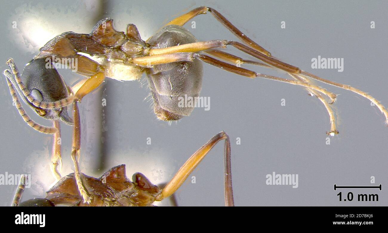 Chiengmai, Thailand, Dolichoderus (Hypoclinea) feae var. caligatus ...