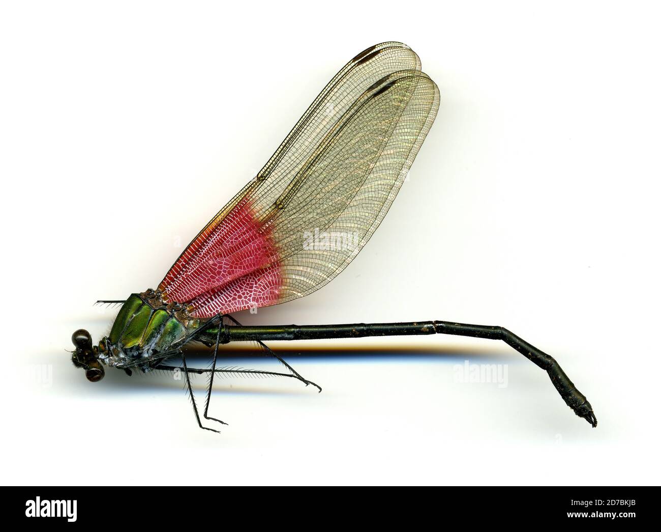 Karisch Cut Out Stock Images & Pictures - Alamy