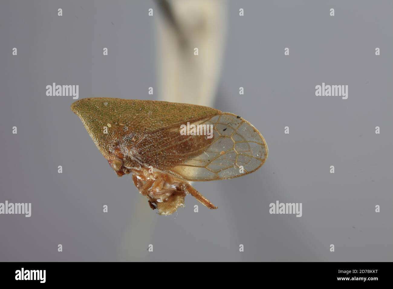 Port of Spain, Trinidad, W.I, Port-of-Spain, Trinidad and Tobago ...