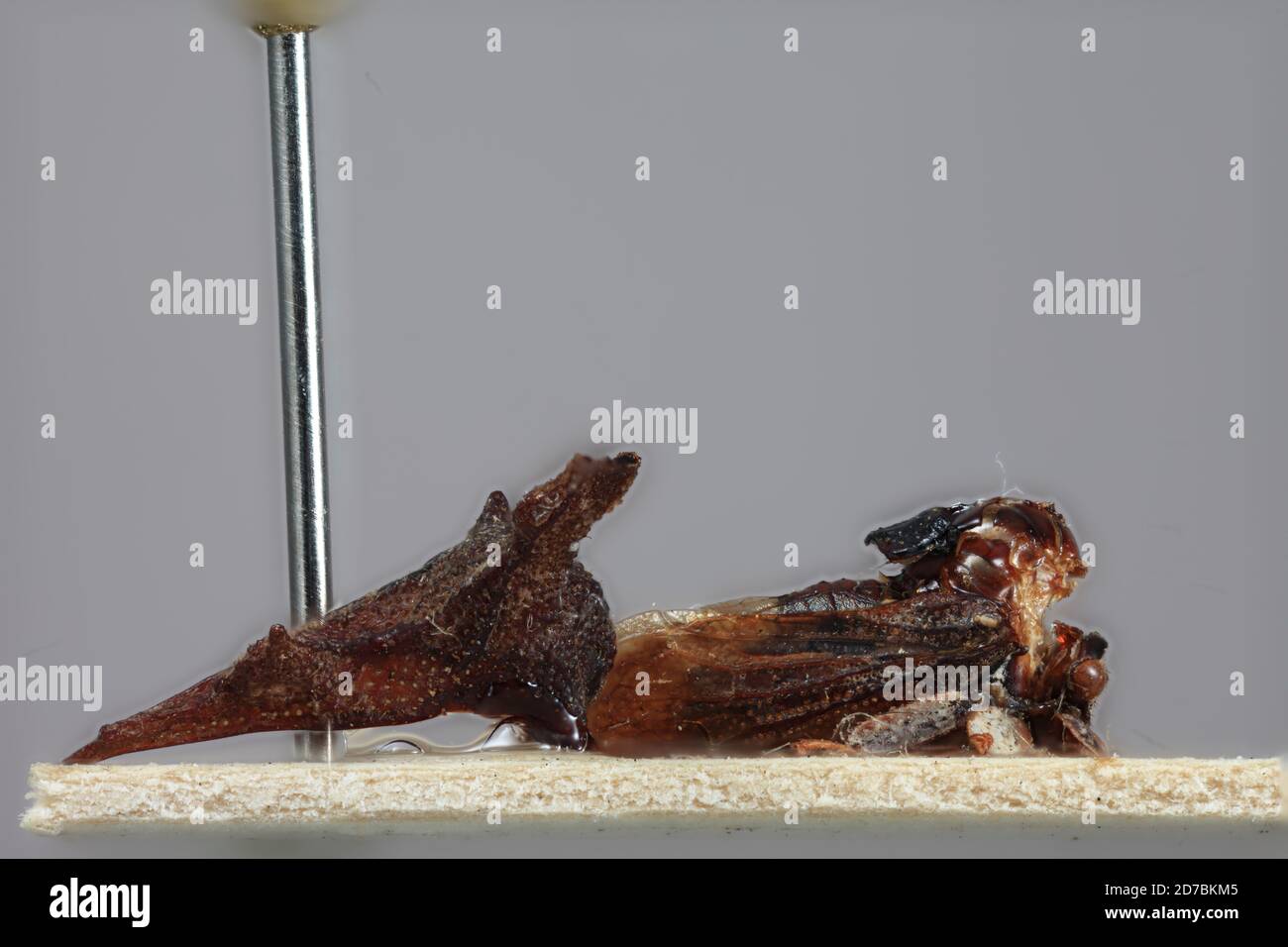 Spongophorus vexilliferus goding hi-res stock photography and images ...