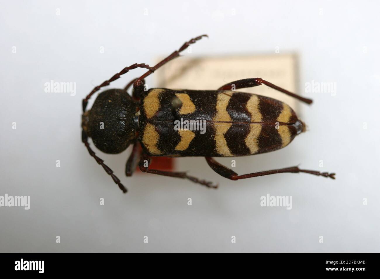 Beaver Canyon, Beaver, Utah, United States, Calloides nobilis var ...