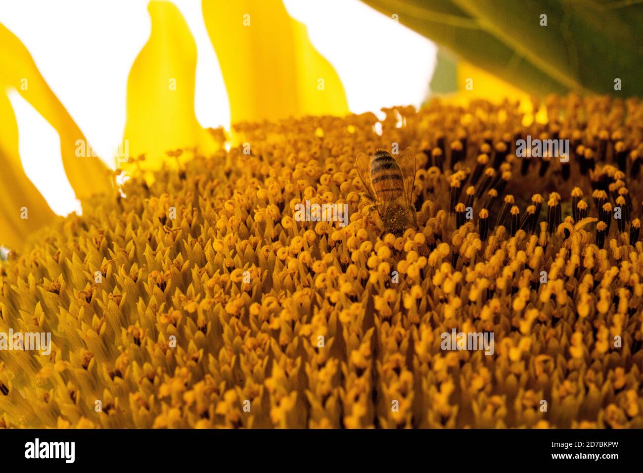 Bee working on giant turntable Stock Photo - Alamy