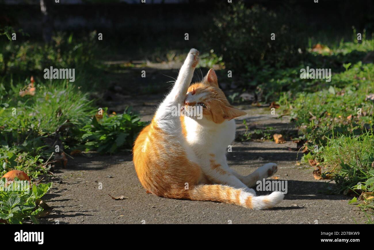 Ginger cat stretching in the garden, view of the cat lying on the plants Stock Photo - Alamy
