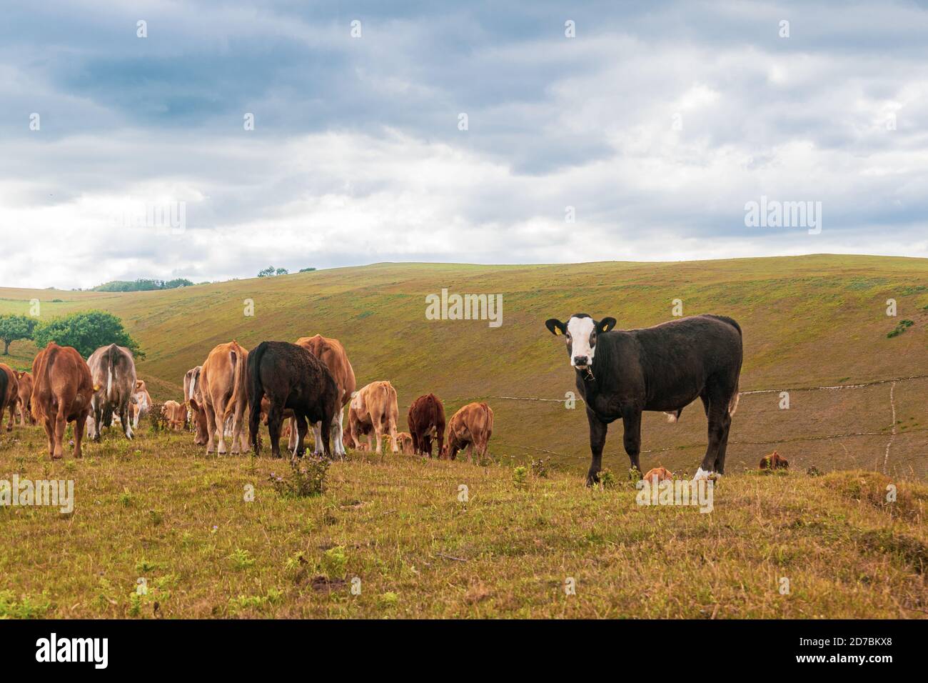Bull cow from behind hi-res stock photography and images - Alamy