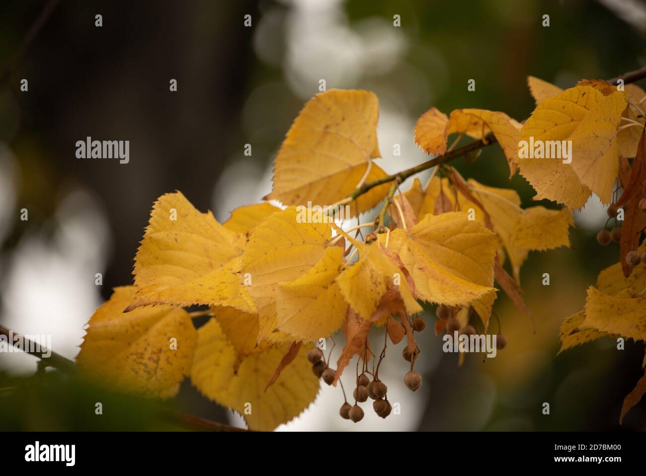 Colorful background of autumn leaves. Tree branch with autumn leaves ...