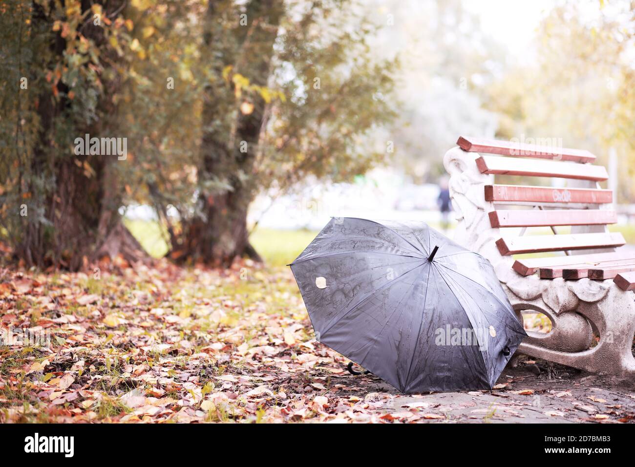 Autumn rainy park in October Stock Photo - Alamy