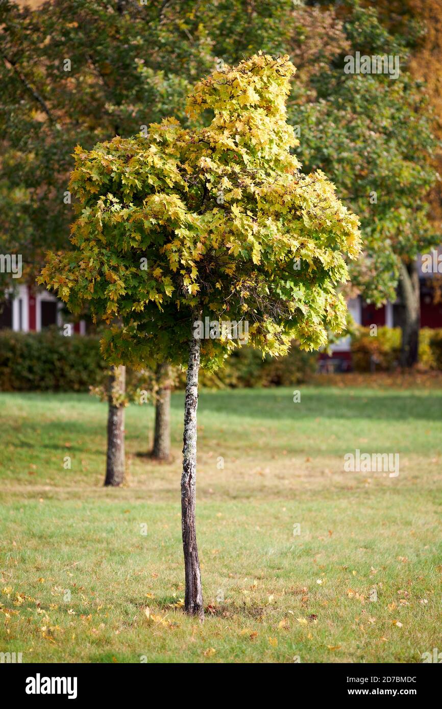 Maple tree in Röskär, Vaxholm, Sweden Stock Photo - Alamy