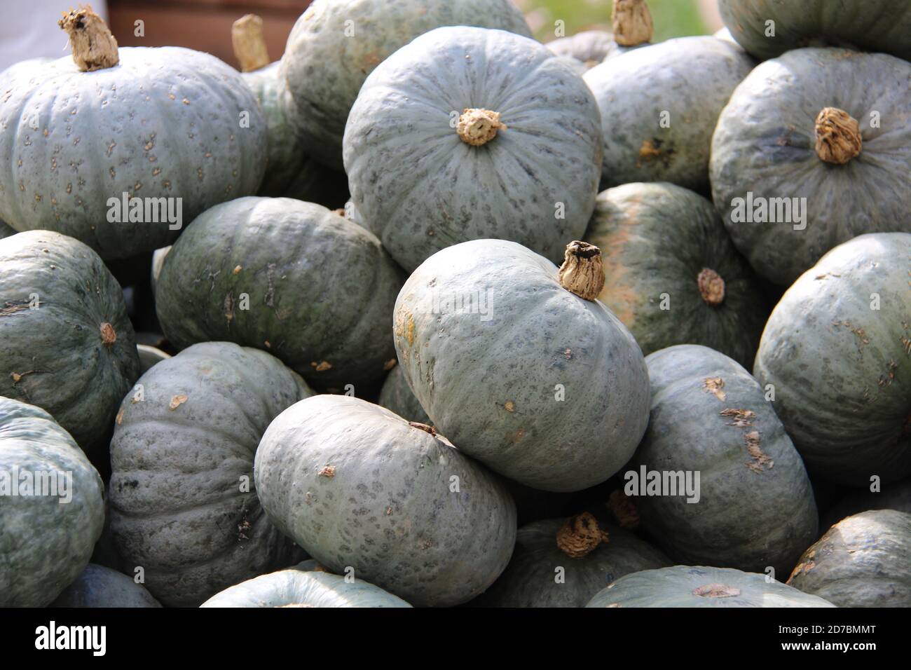 Lot of pumpkins at harvest in a farm Stock Photo - Alamy