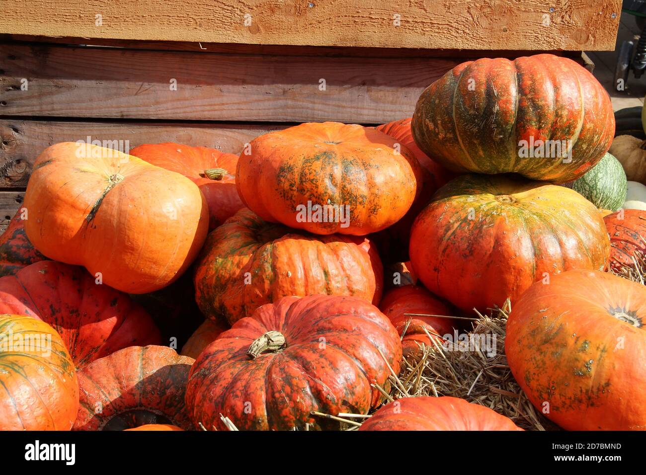 Lot of pumpkins at harvest in a farm Stock Photo - Alamy