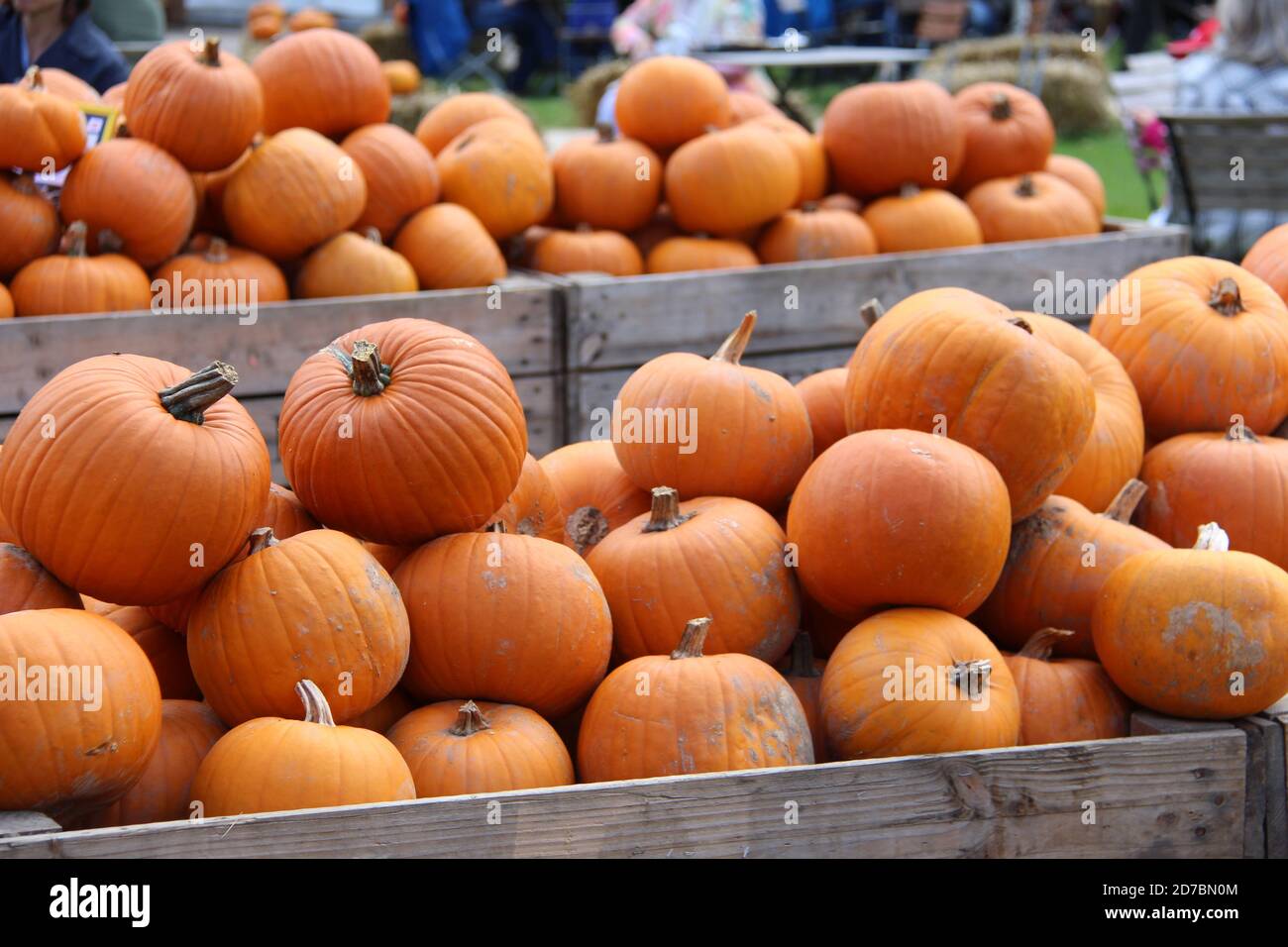 Fall farm harvest pumpkins corn hi-res stock photography and images - Alamy