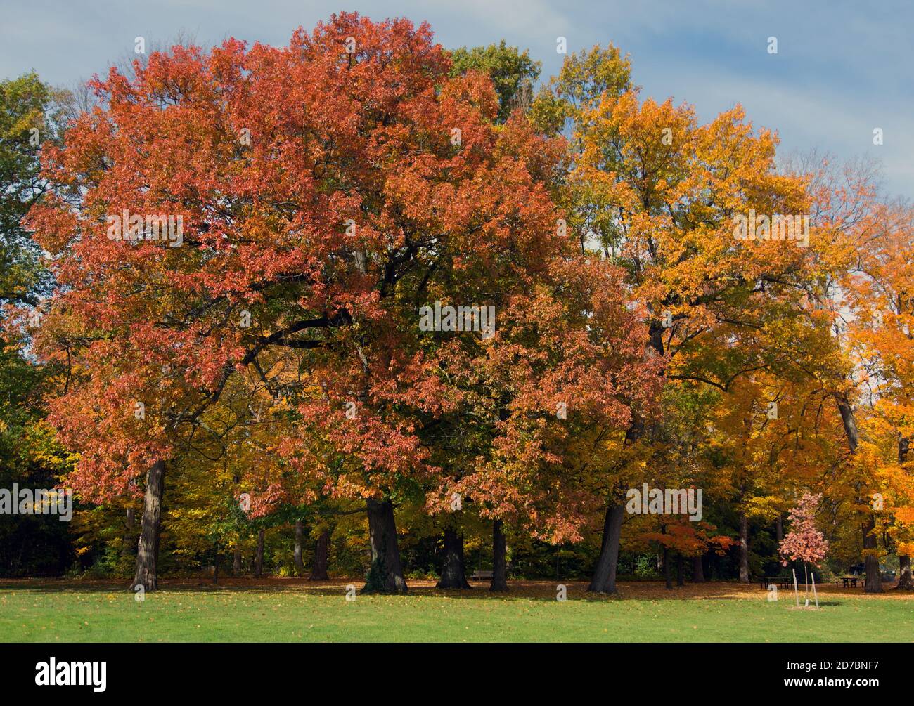 Autumn colors in a park in Southwestern Ontario, Canada Stock Photo - Alamy