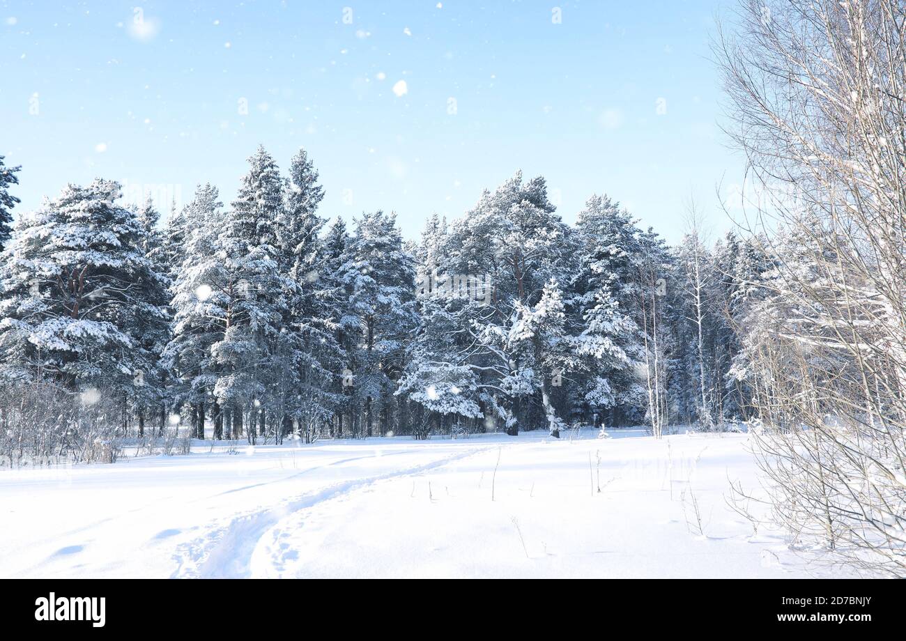 magic pine forest in winter season in snow Stock Photo - Alamy