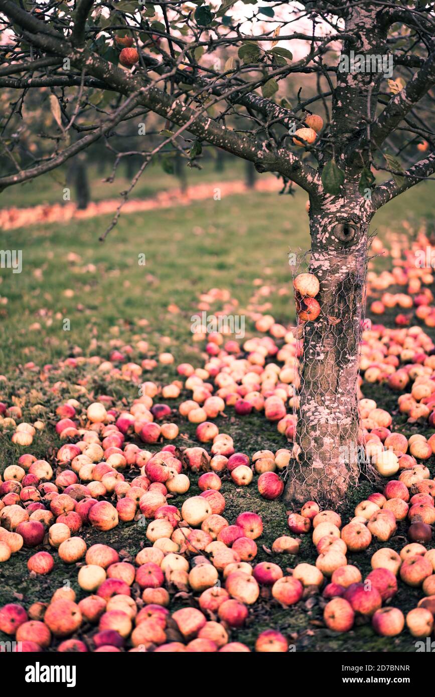 Ripe apples laying on the ground under rows of apple trees in ...