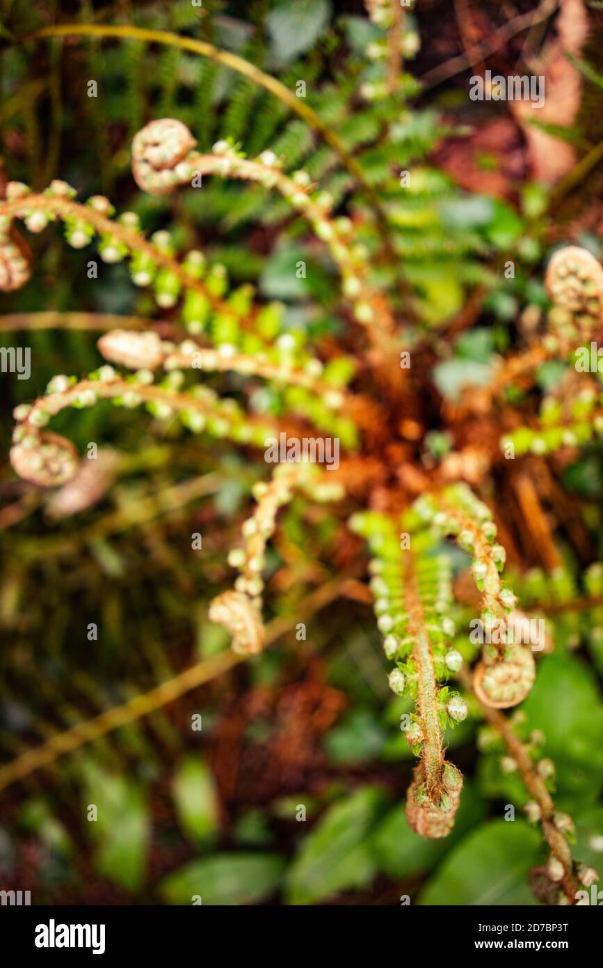 Small Ferns in woodland in West Sussex, England, UK Stock Photo - Alamy