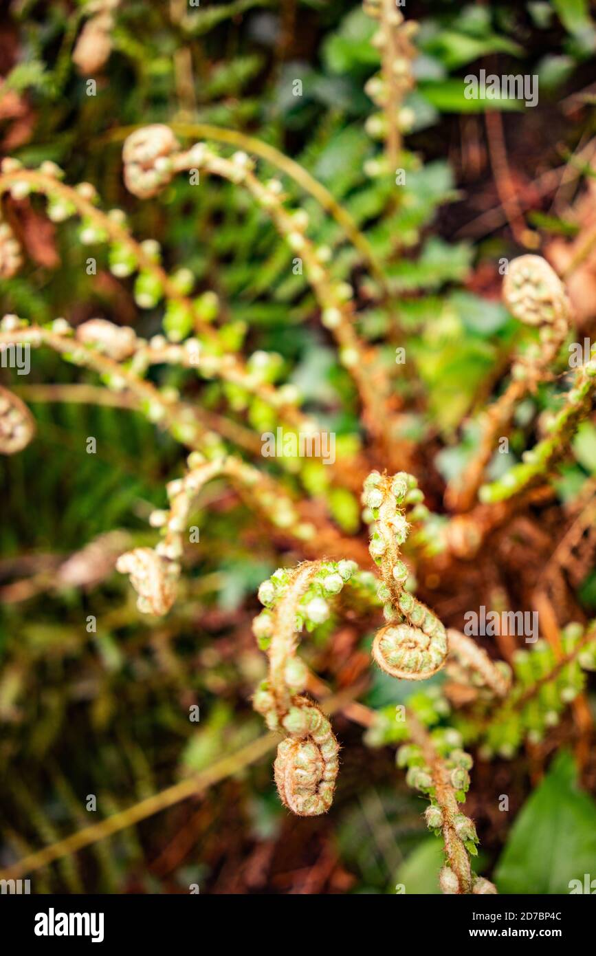 Small Ferns in woodland in West Sussex, England, UK Stock Photo - Alamy