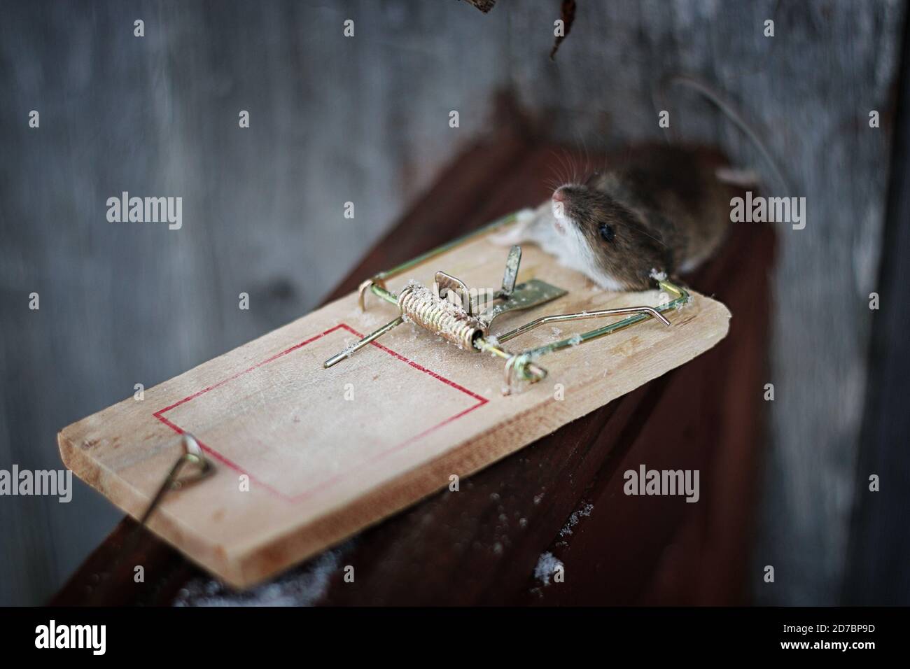 mouse in a mousetrap Stock Photo - Alamy