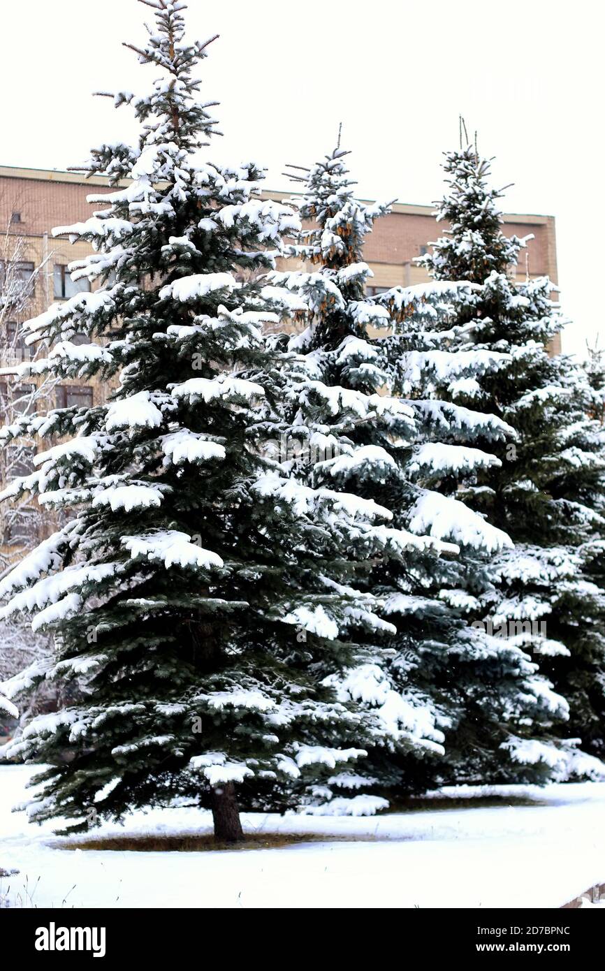 winter fir tree sunlight Stock Photo - Alamy