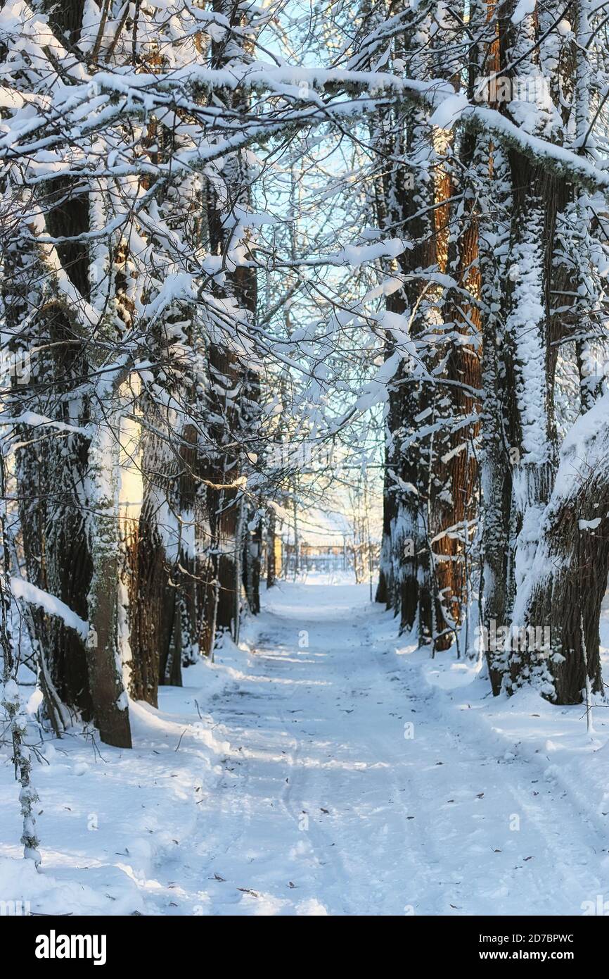 winter forest landscape sunlight snow Stock Photo - Alamy