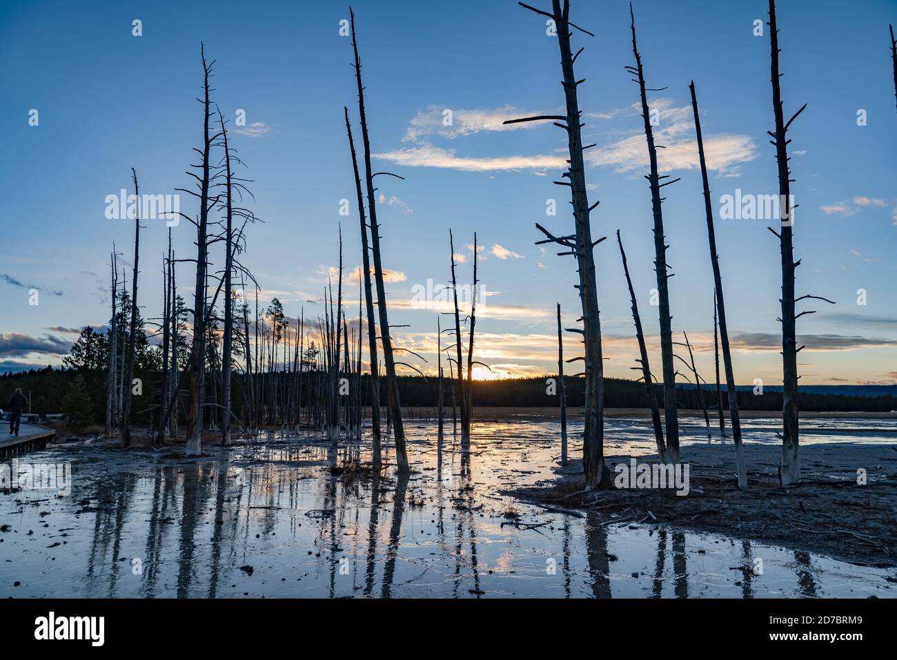 Stark tree hi-res stock photography and images - Alamy
