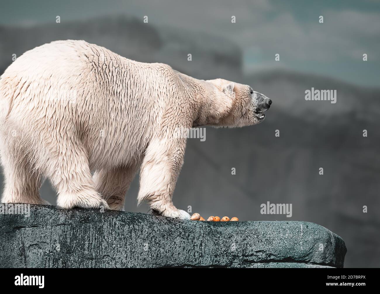 Polar bear is eating pears on the rock Stock Photo - Alamy