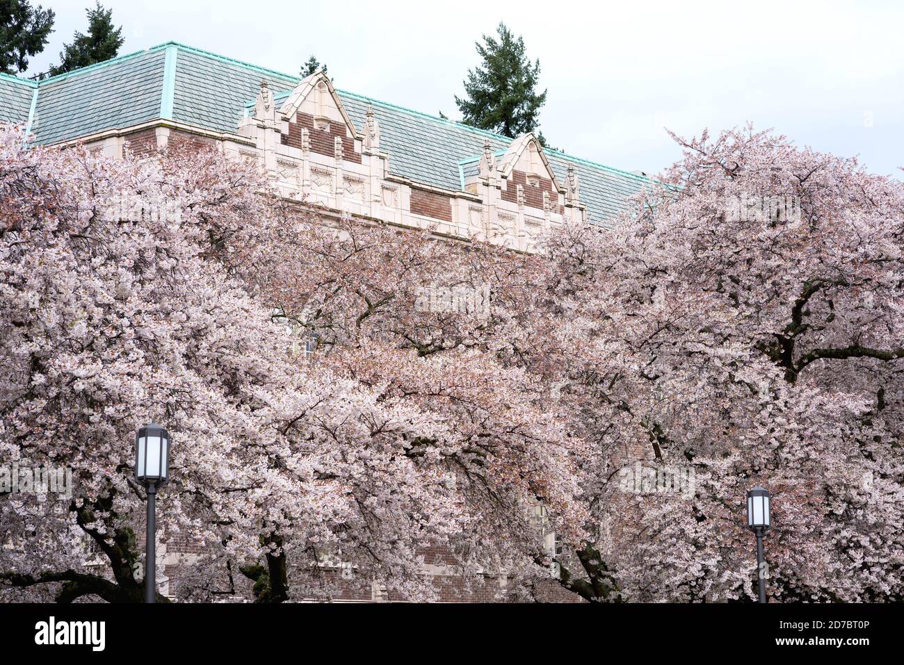 Beautiful Cherry Blossoms at University Stock Photo - Alamy