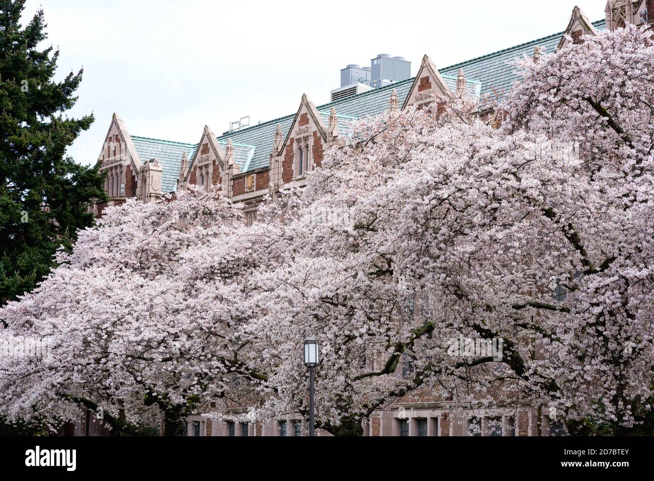 Beautiful Cherry Blossoms at University Stock Photo - Alamy
