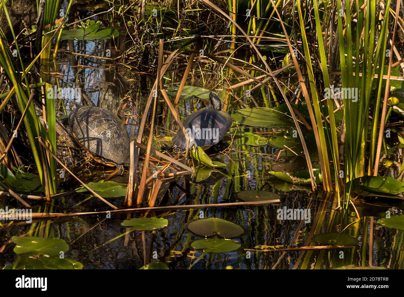 Turtle in Florida Everglades Stock Photo - Alamy