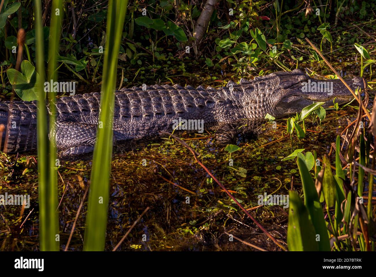Alliator wandering through Florida everglades marsh land Stock Photo ...