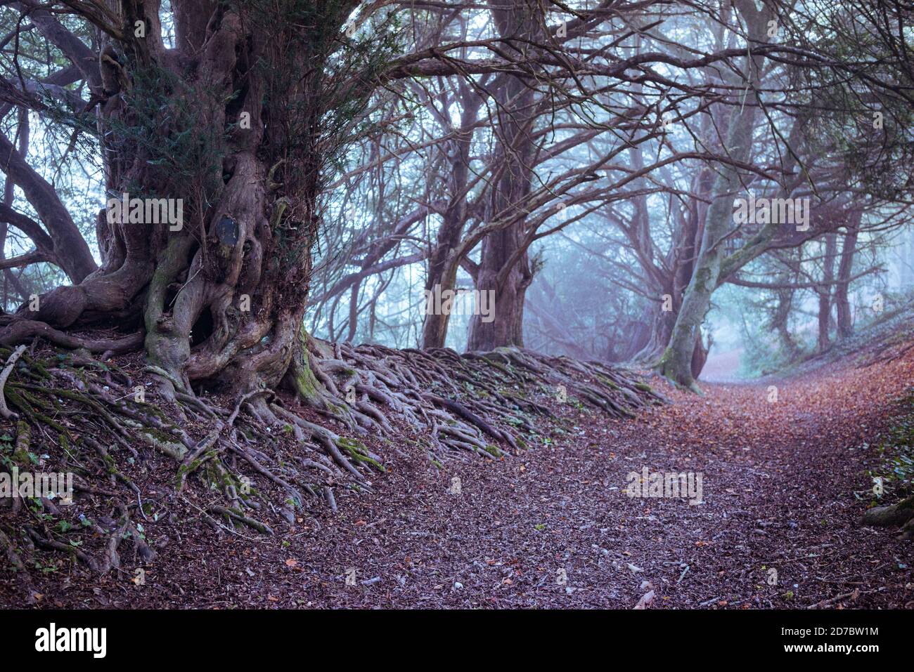 An old footpath with ancient yew trees in Hampshire, England Stock ...