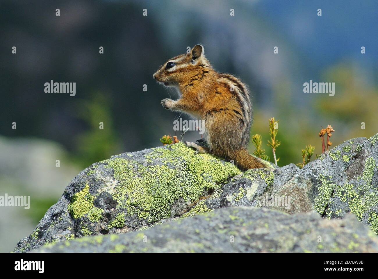 Chipmunk posed hi-res stock photography and images - Alamy