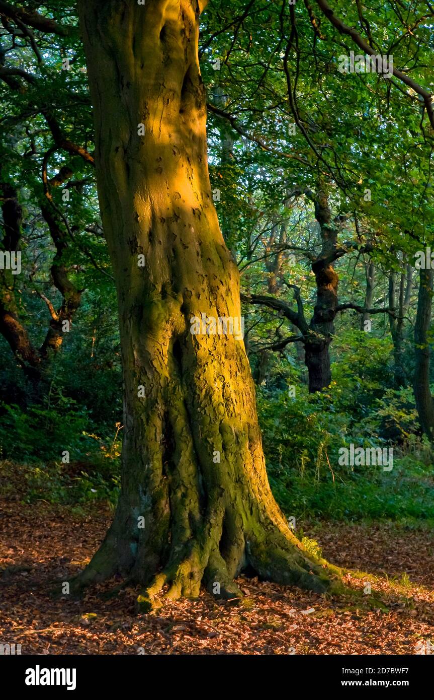 Large tree trunk lit by a bright sunset across a leaf-strewn forest ...