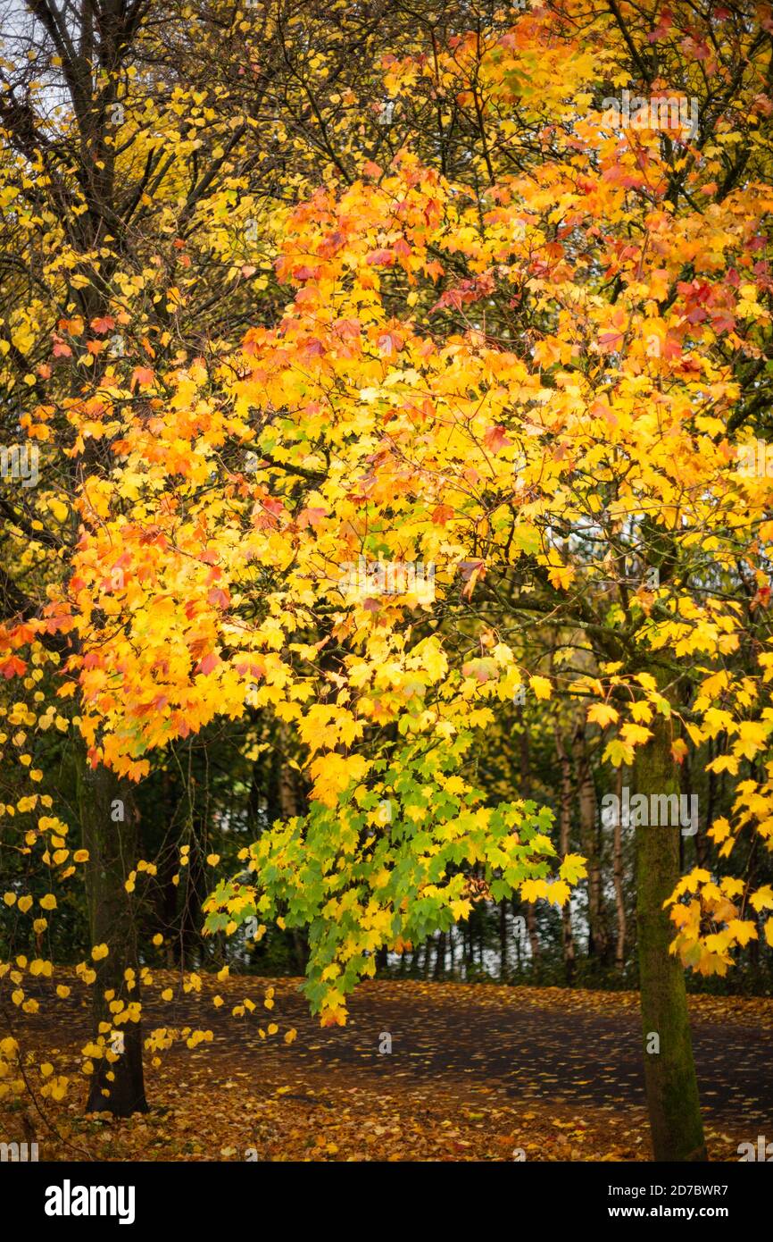 English maple tree green hi-res stock photography and images - Alamy