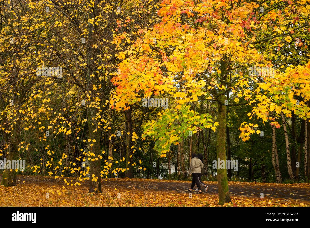 Fall Foliage Norway Maple Trees High Resolution Stock Photography and ...