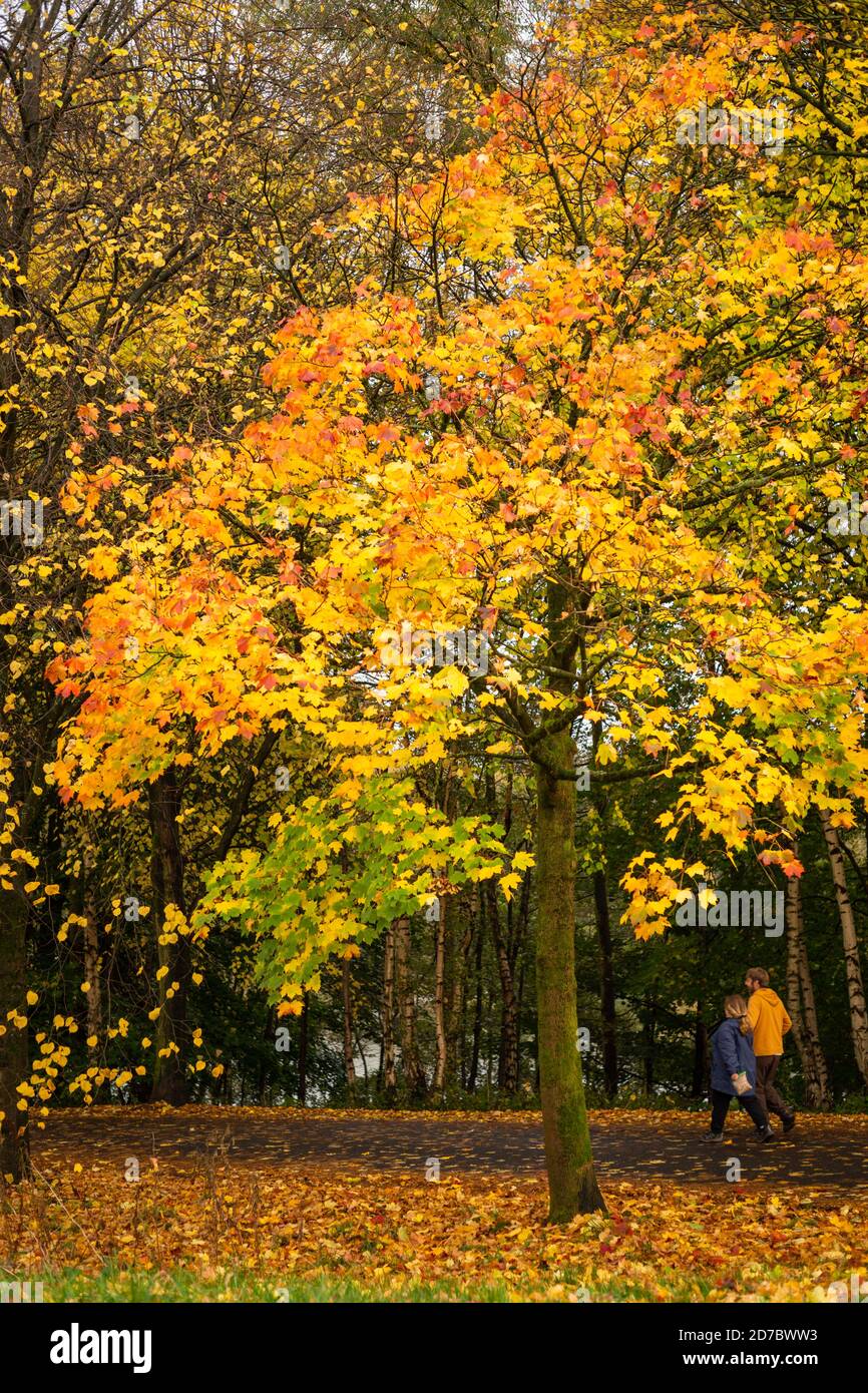Brightly coloured leaves of Norway maple tree in autumn, UK. Colour ...