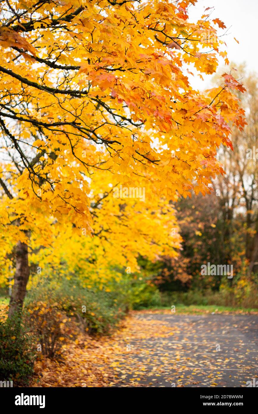 Fall foliage norway maple trees hi-res stock photography and images - Alamy