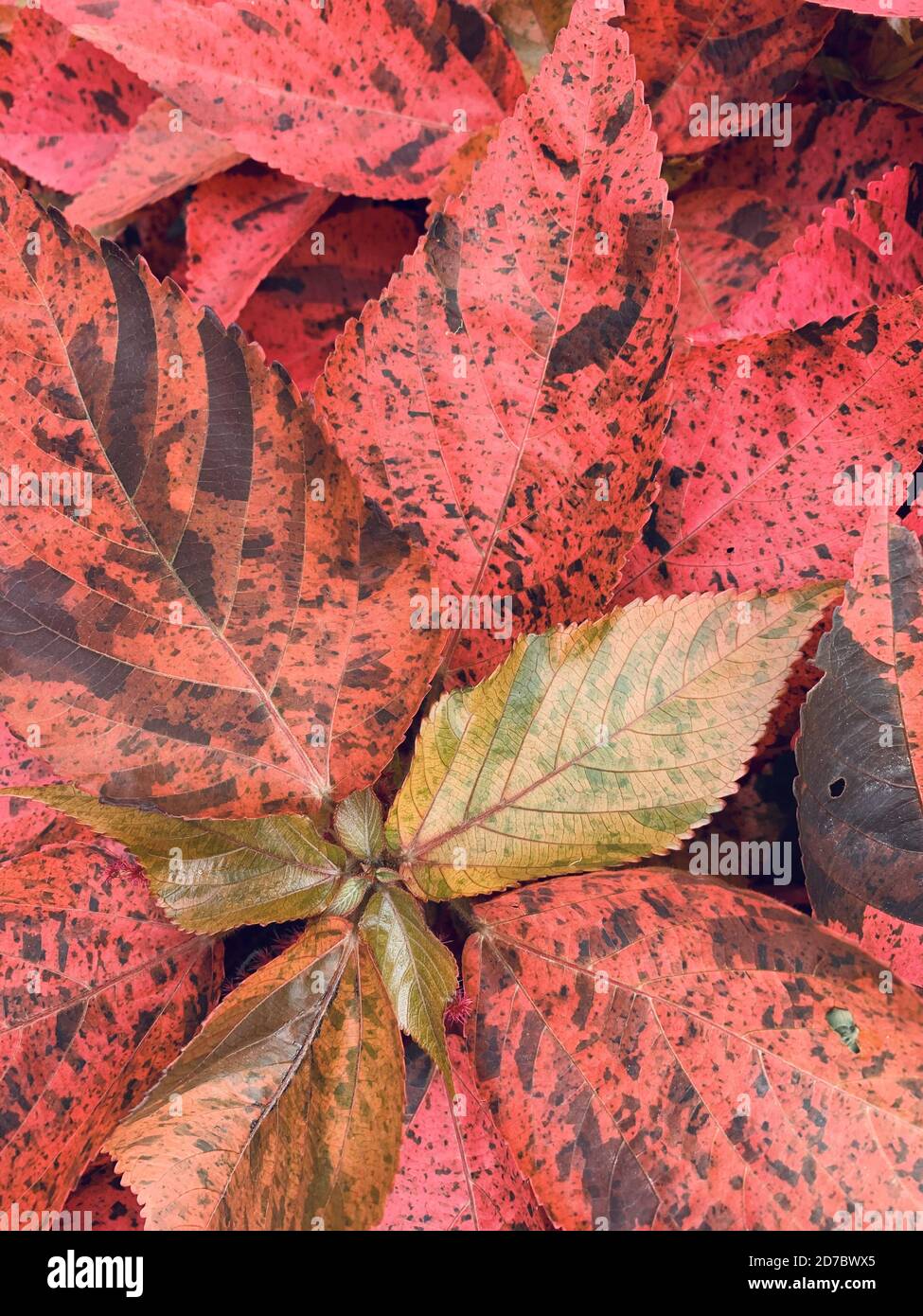Vertical shot of red bush leaves under the sunlight in autumn Stock ...