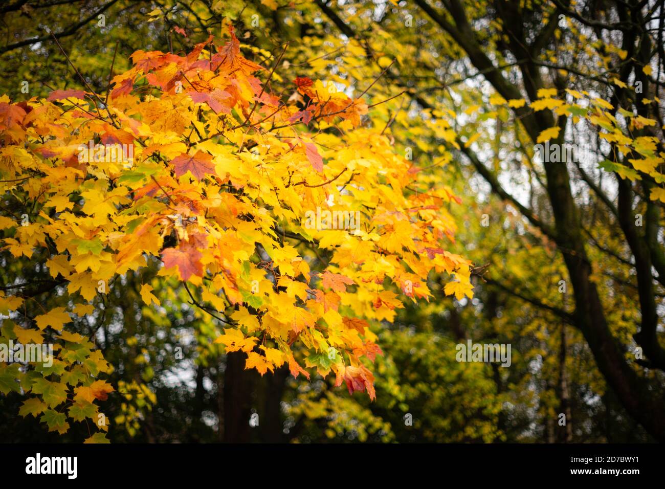 English maple tree green hi-res stock photography and images - Alamy