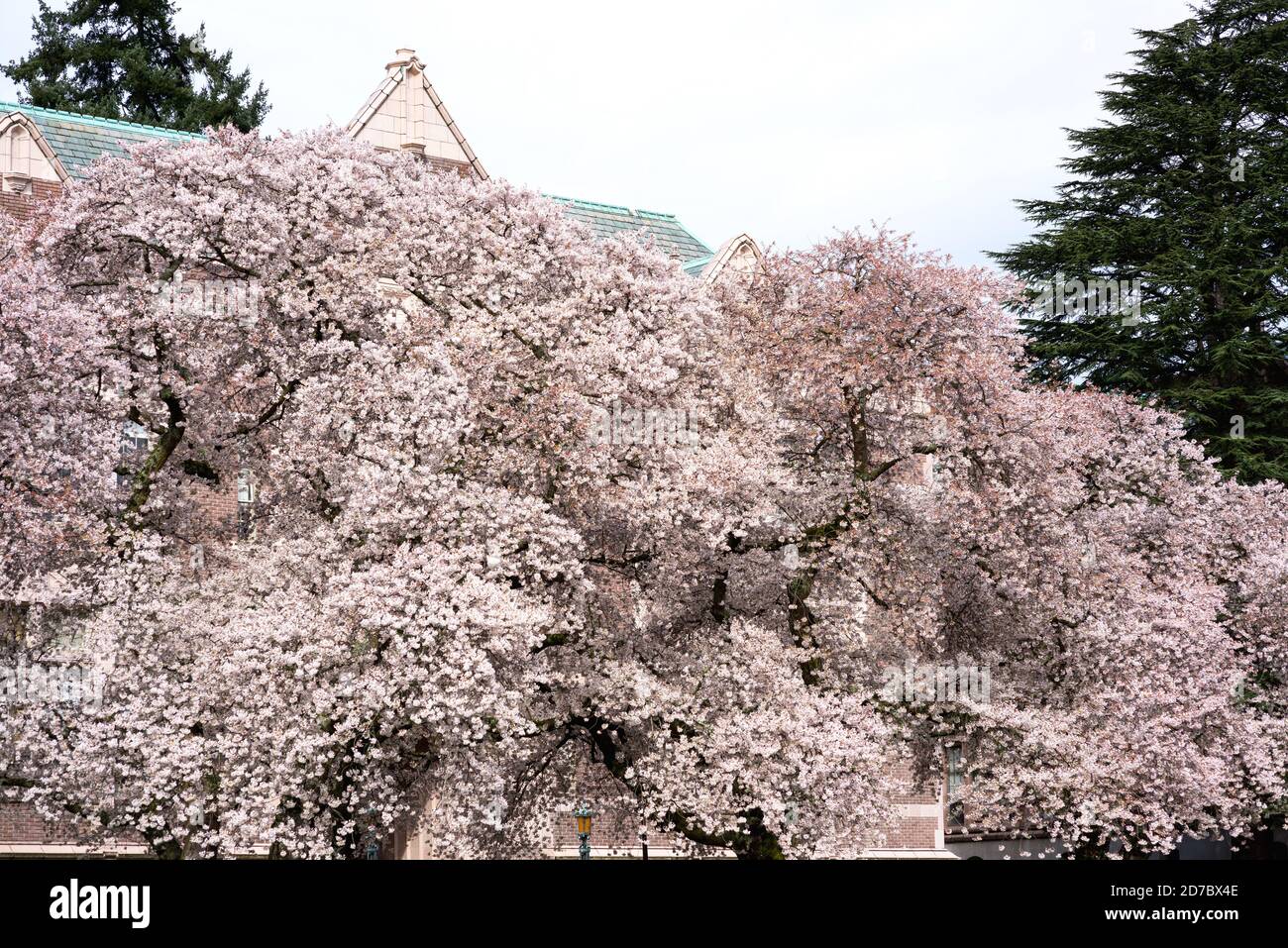 Beautiful Cherry Blossoms at University Stock Photo - Alamy