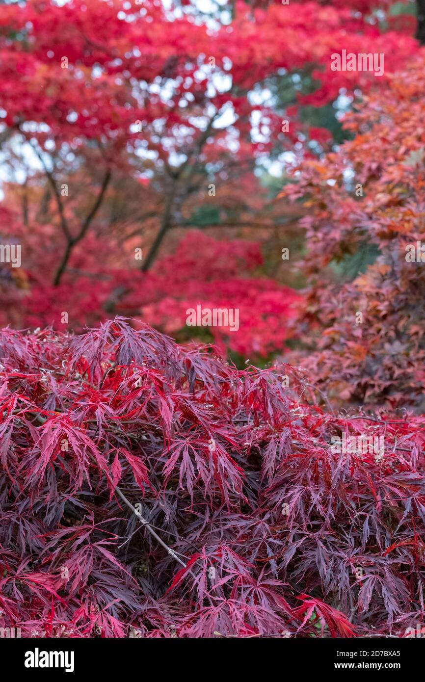 Autumn colours. Acer and maple trees in a blaze of colour, photographed ...