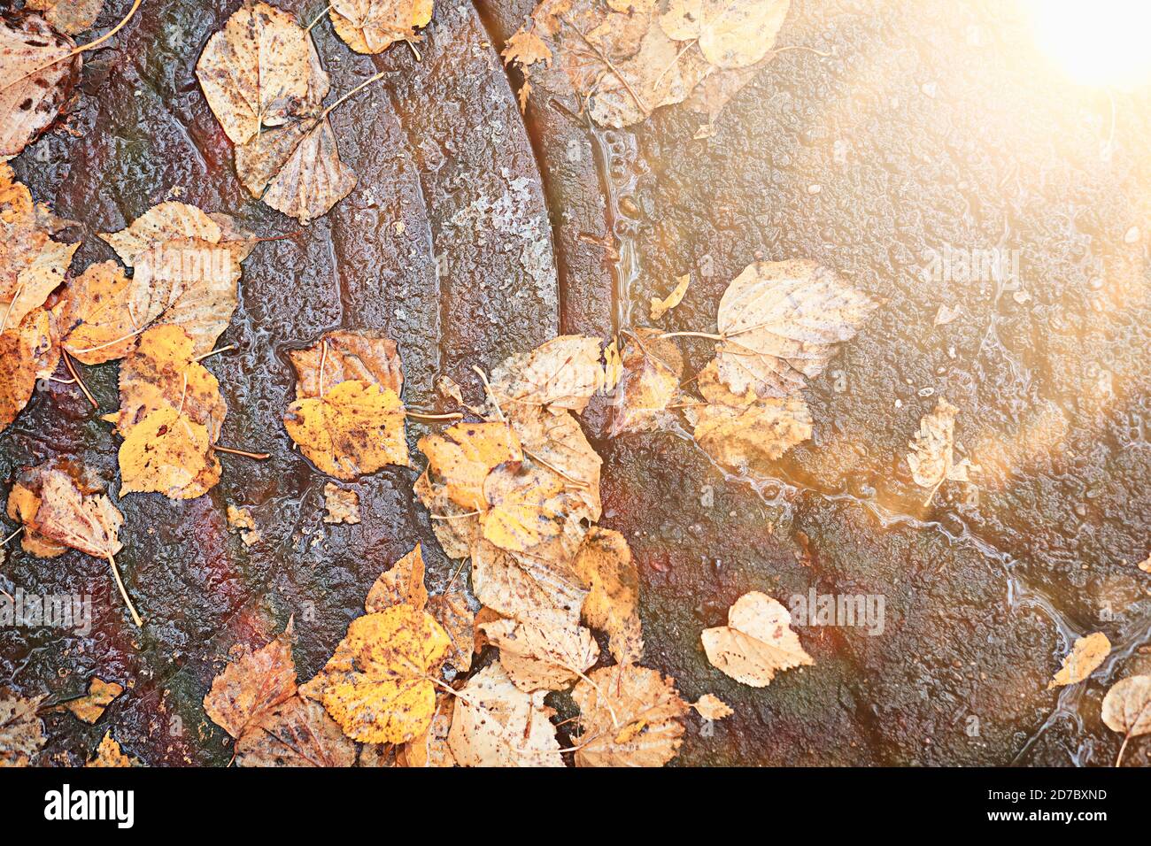Autumn rain in the park Stock Photo - Alamy