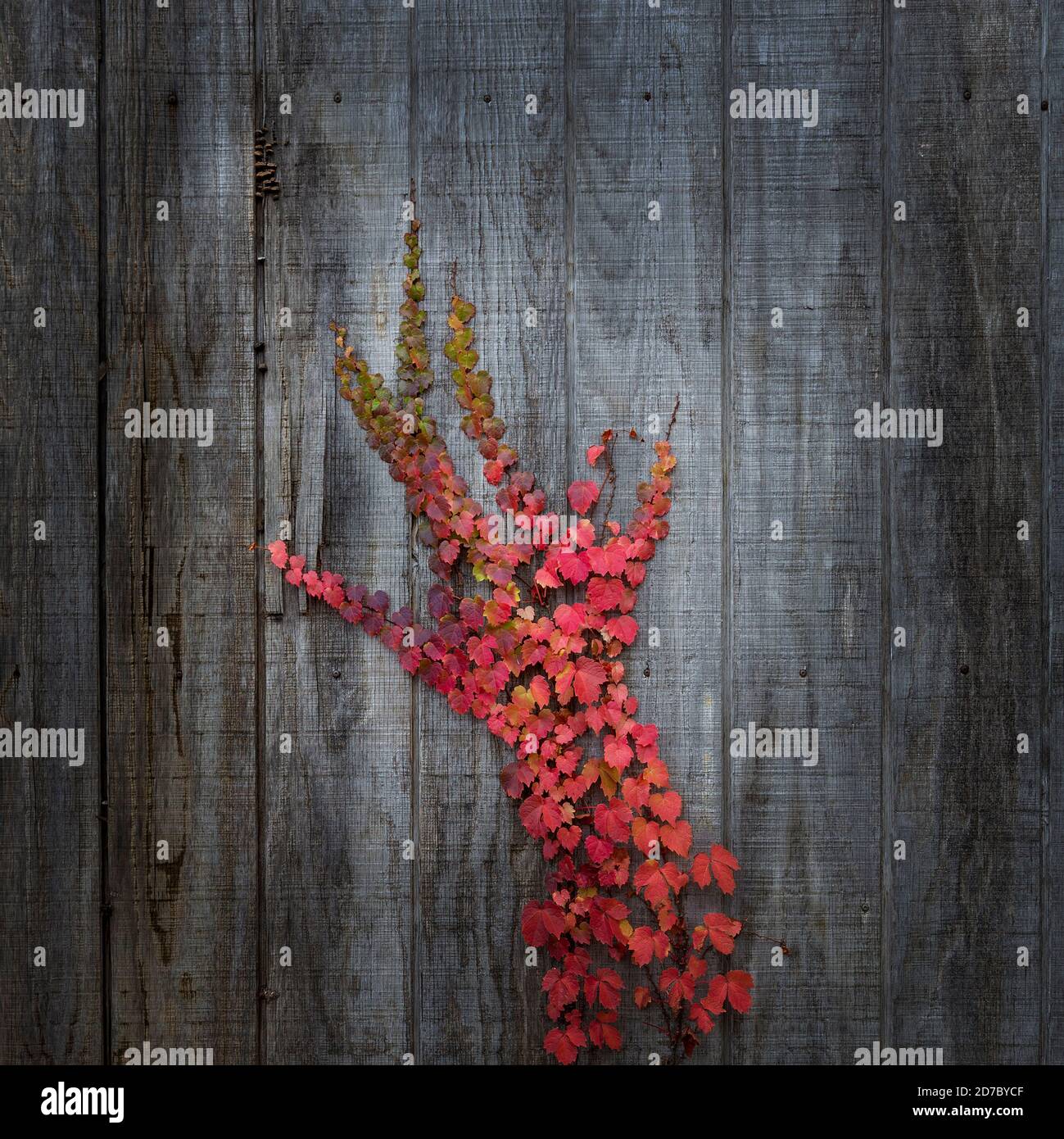 Spooky Ivy. A branch of red leaf ivy, growing against a wooden fence ...