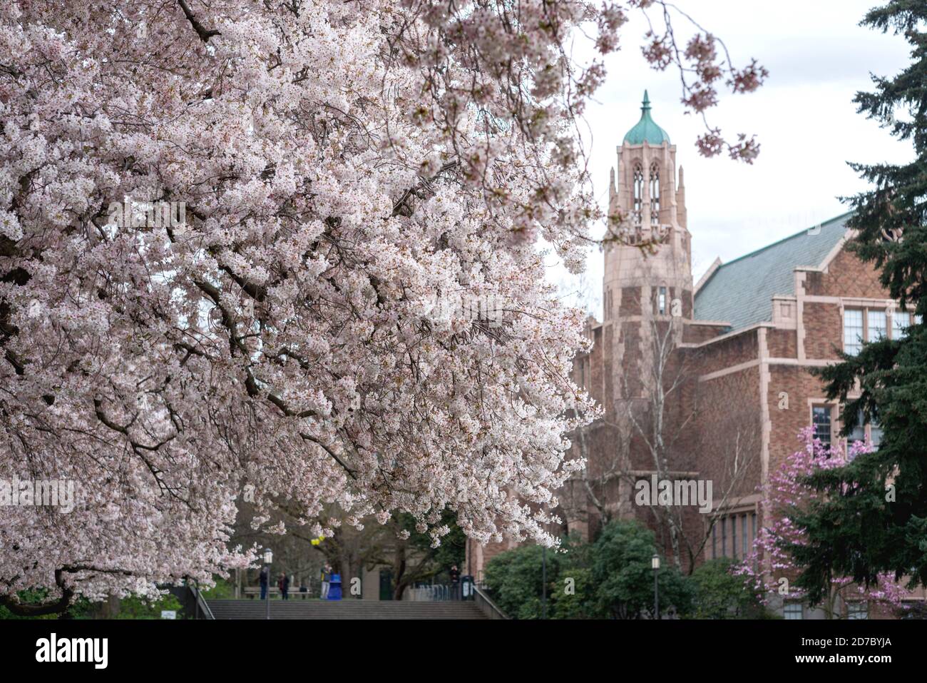Beautiful Cherry Blossoms at University Stock Photo - Alamy