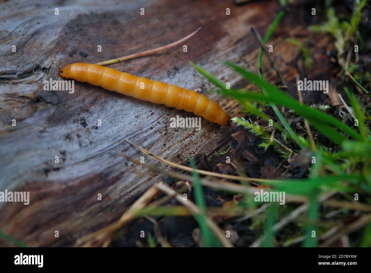 Wireworm hi-res stock photography and images - Alamy